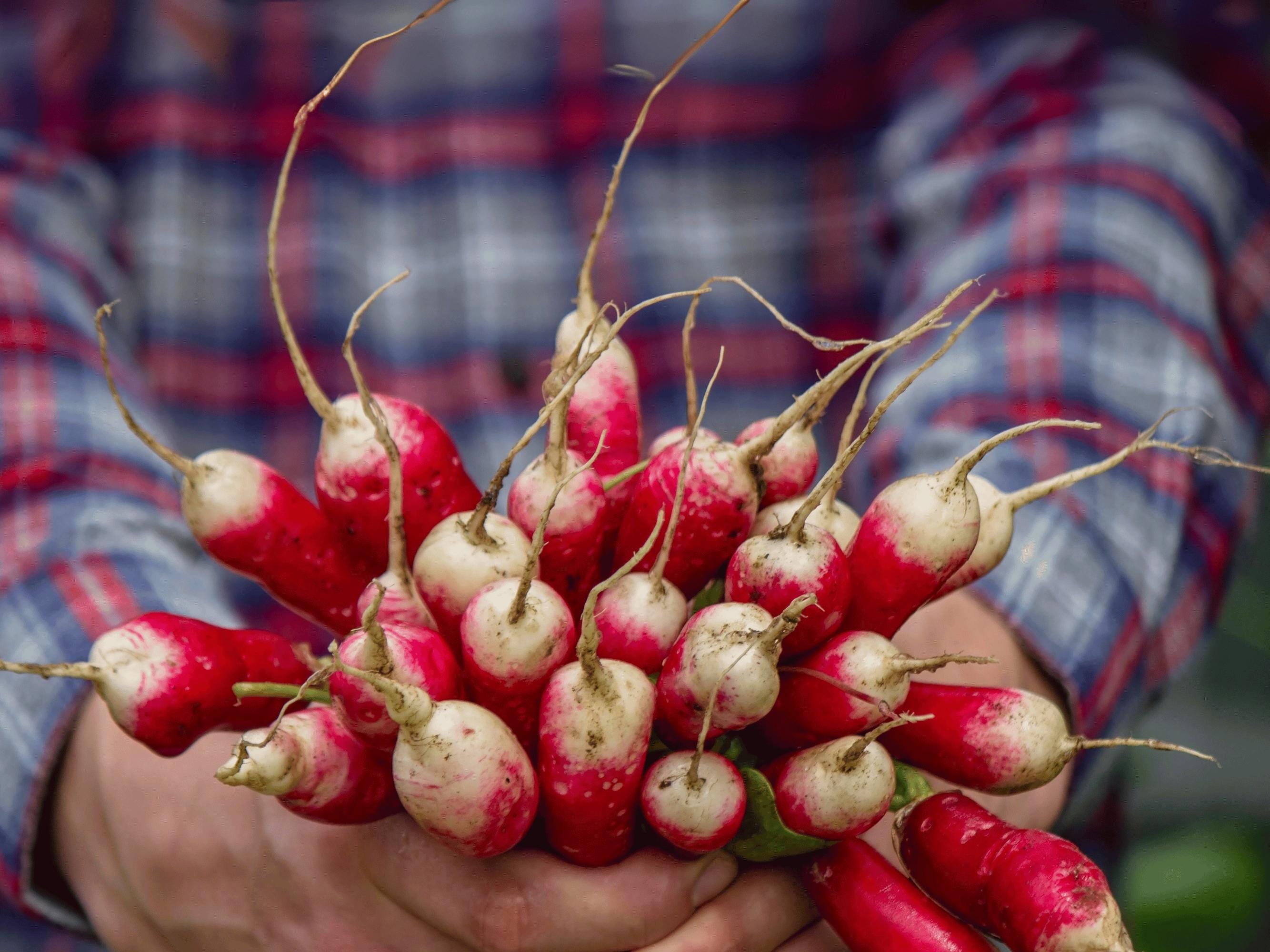 French Breakfast Heirloom Radish Seeds – Nimble NiteCap Heirloom Seed Co