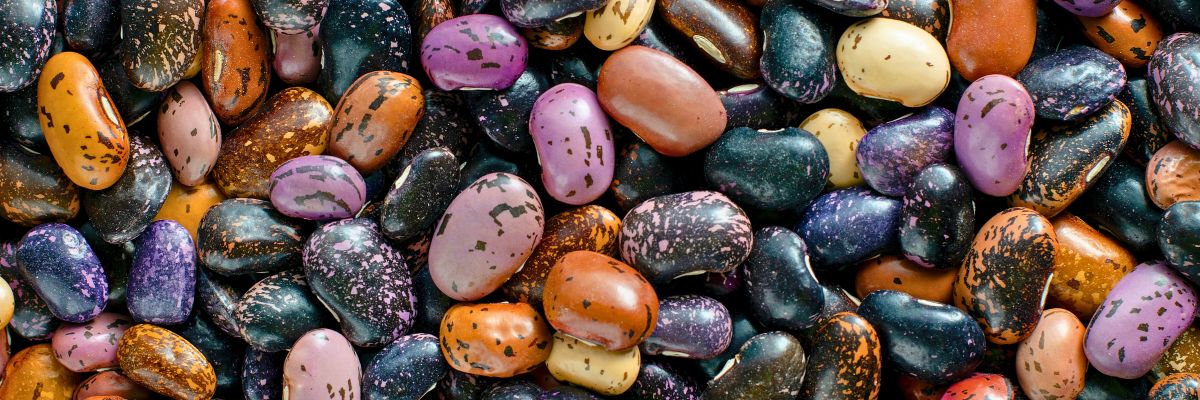 Beans – Nimble NiteCap Heirloom Seed Co