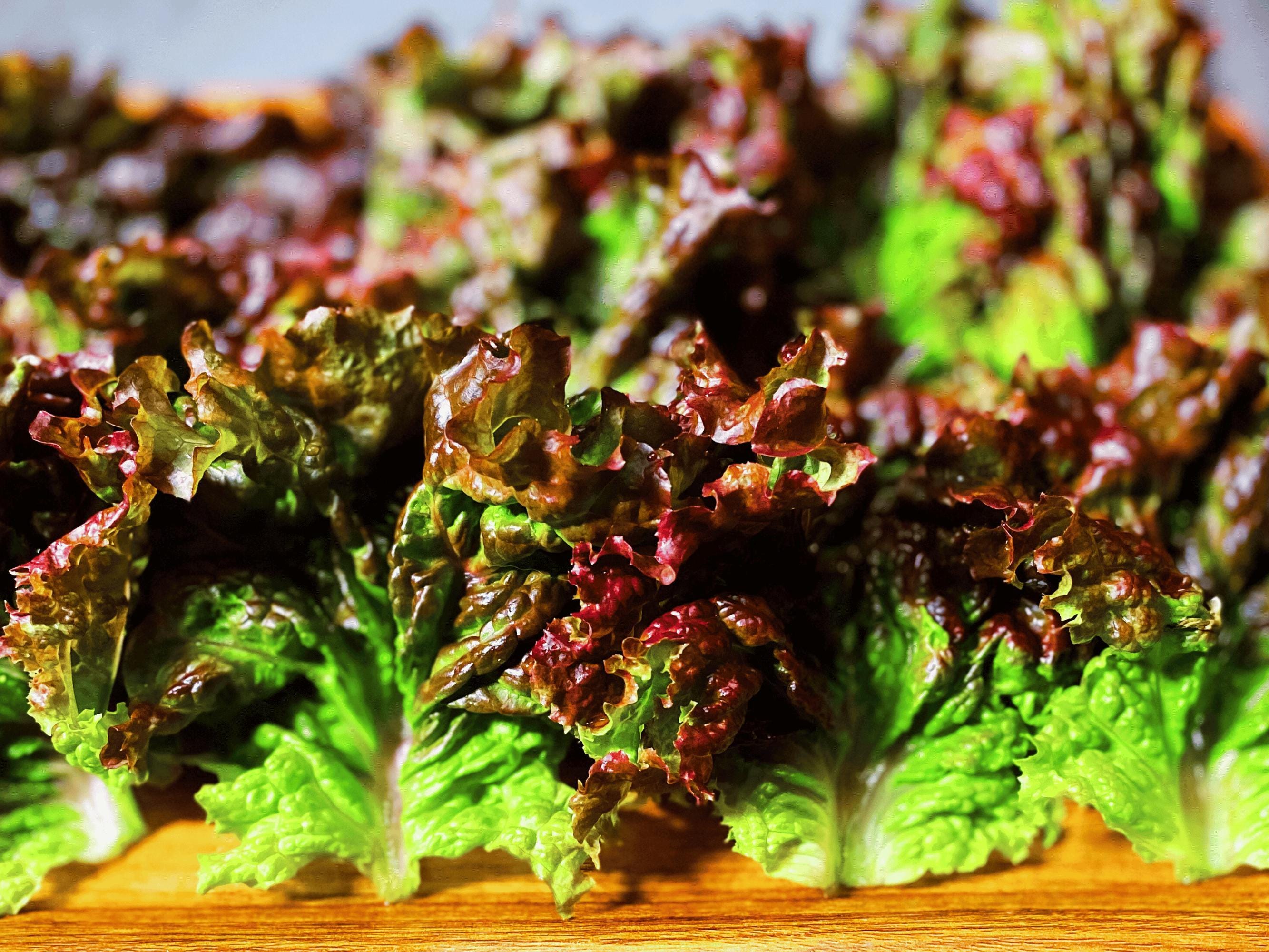 Ruby Red Heirloom Leaf Lettuce Seeds – Nimble NiteCap Heirloom Seed Co