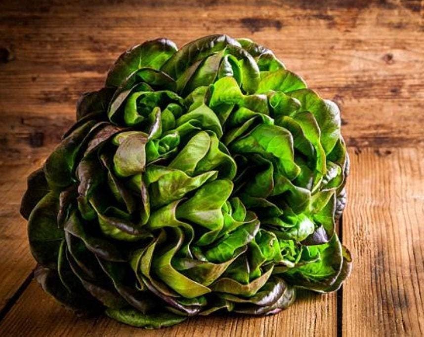 Heirloom Butterhead Lettuce | Nimble NiteCap Seeds – Nimble NiteCap ...