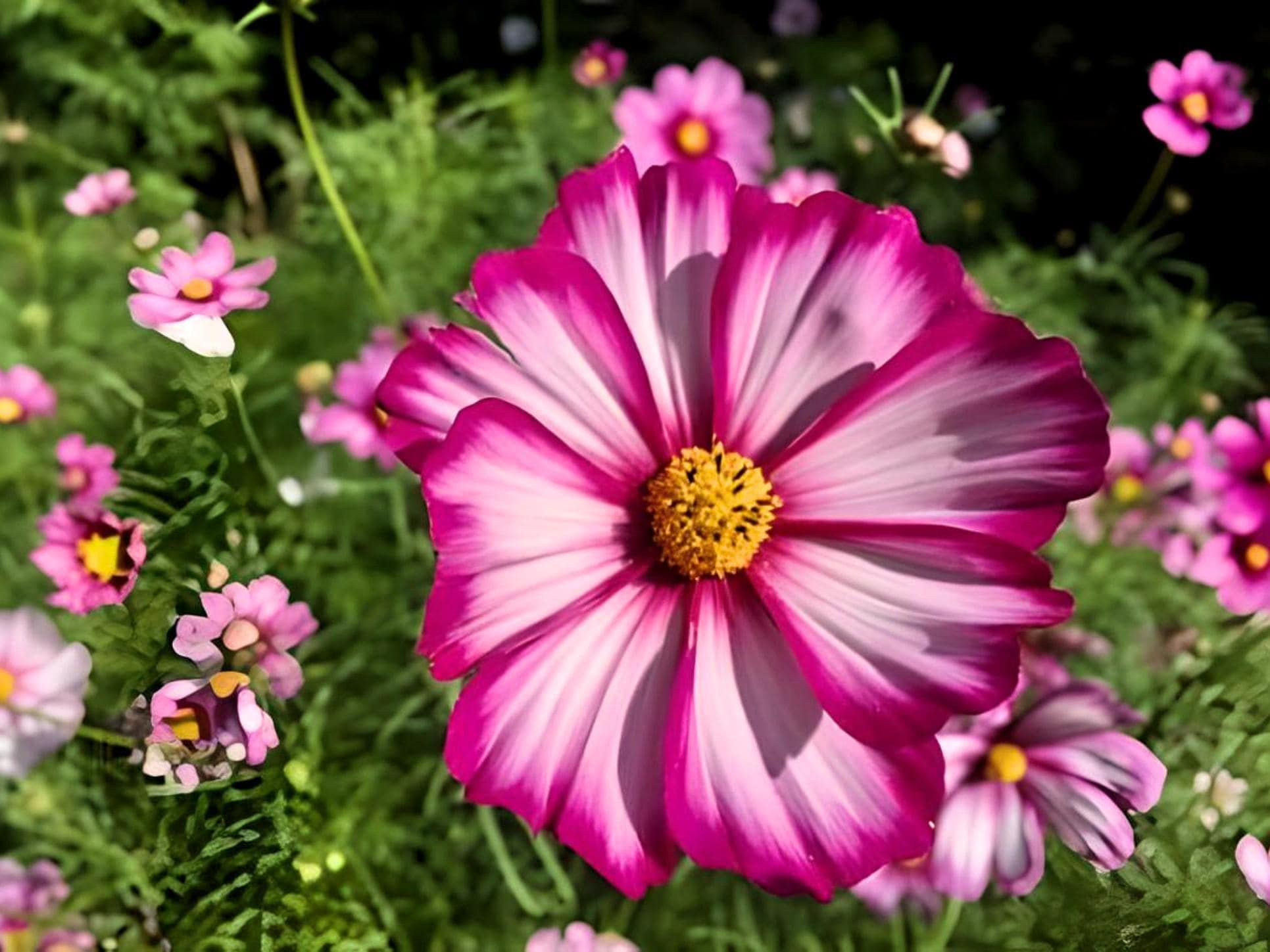 Picotee Cosmos Seeds - Nimble NiteCap Heirloom Seed Co