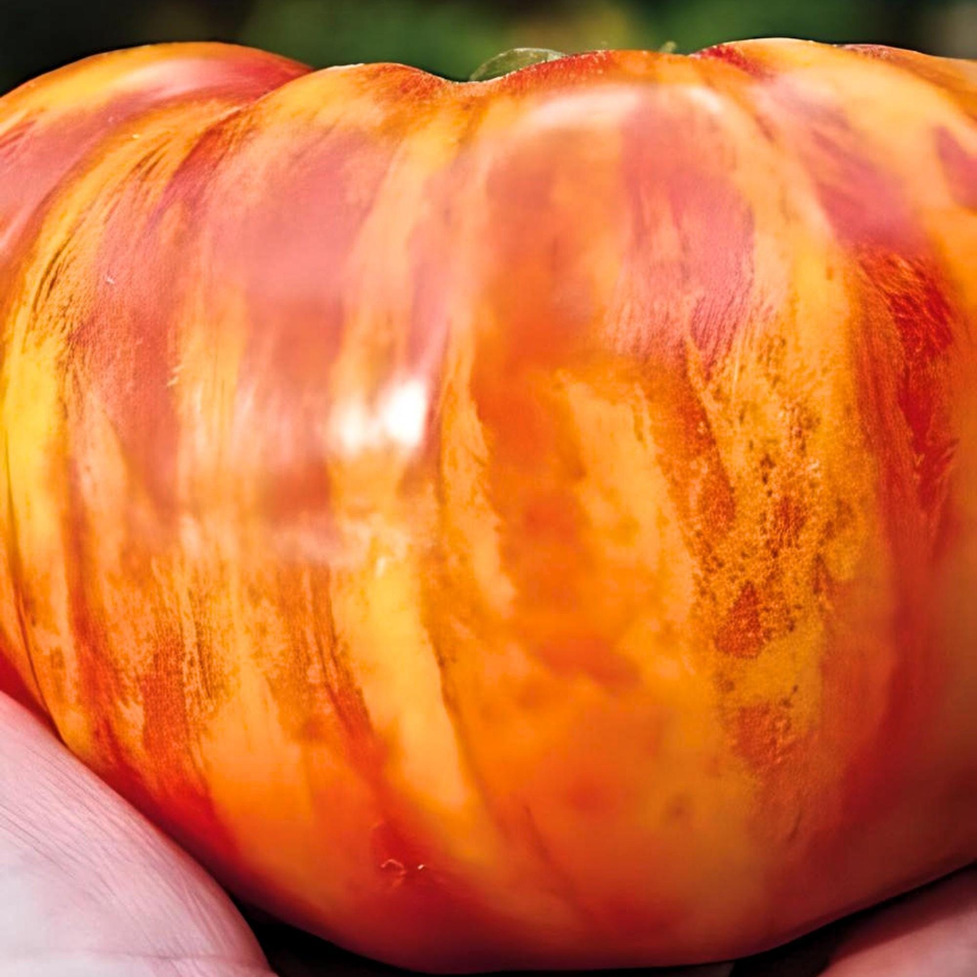 Big Rainbow Tomato Seeds | Nimble NiteCap Heirloom Seed Co