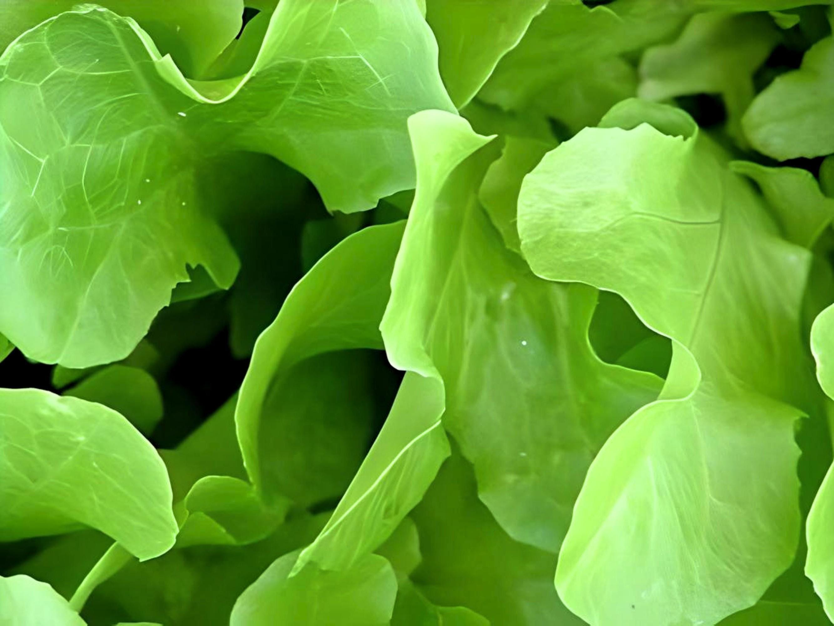 Black Seeded Simpson Lettuce | Nimble NiteCap Heirloom Seeds – Nimble ...