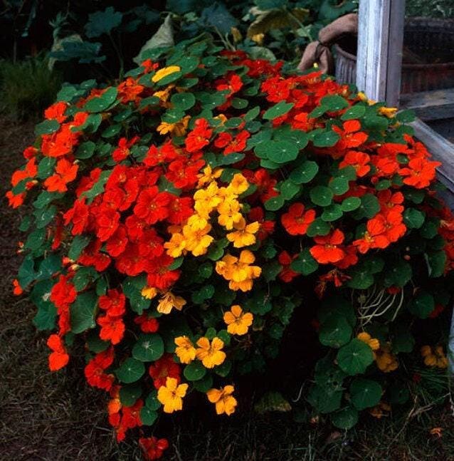 Tall Blend Heirloom Nasturtium Seeds – Nimble NiteCap Heirloom Seed Co