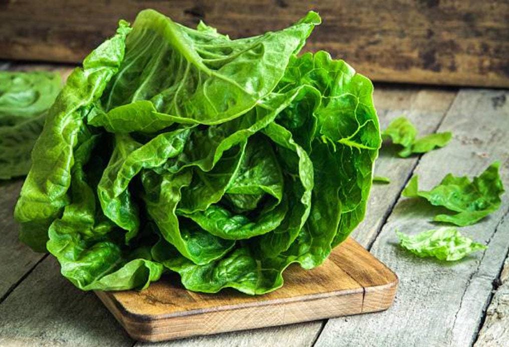 Parris Island Cos Lettuce | Nimble NiteCap Heirloom Seeds – Nimble ...