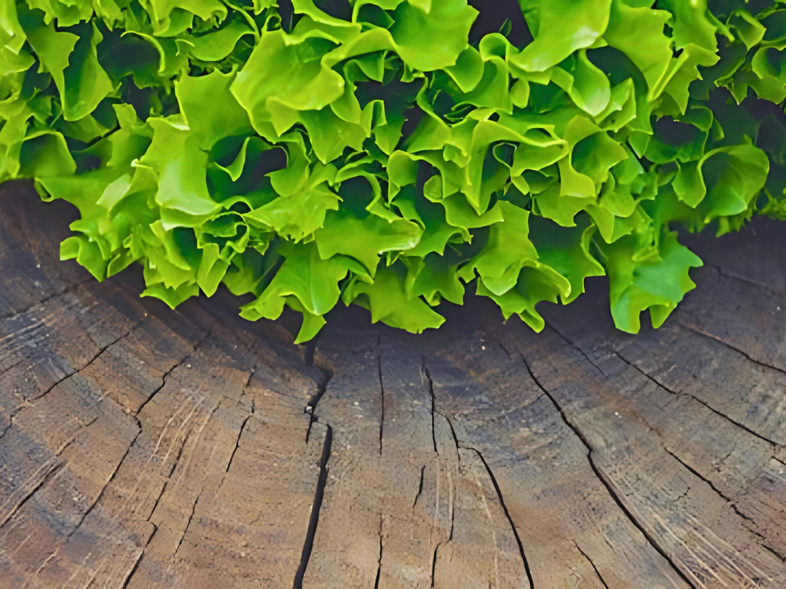Salad Bowl Lettuce Seeds | Nimble NiteCap Heirloom Co – Nimble NiteCap ...