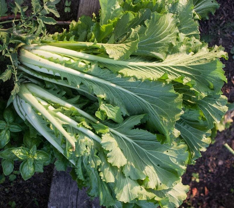 Michihili Heirloom Chinese Cabbage Seeds – Nimble NiteCap Heirloom Seed Co