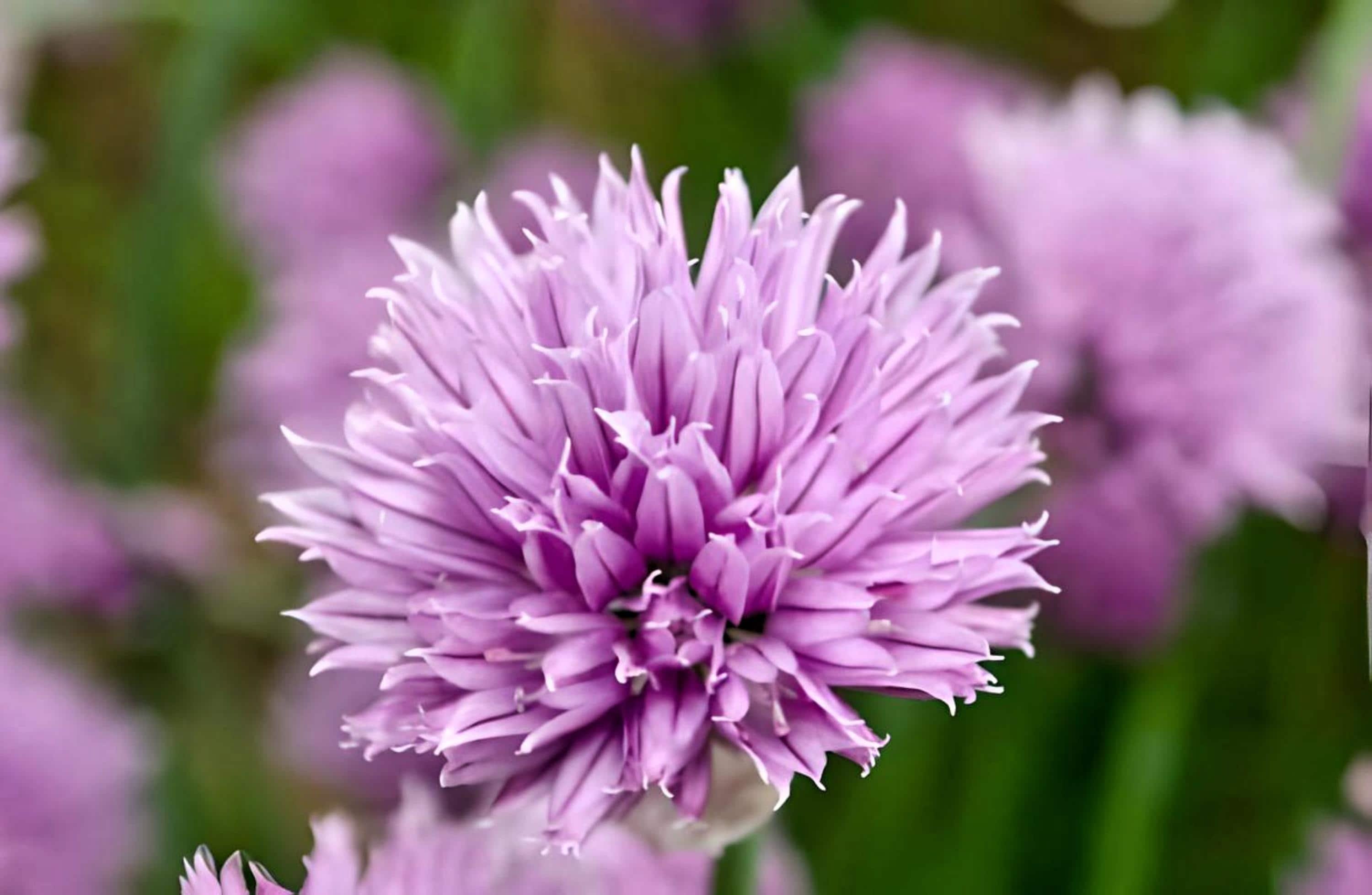 Common Chives Heirloom Seeds – Nimble NiteCap Heirloom Seed Co