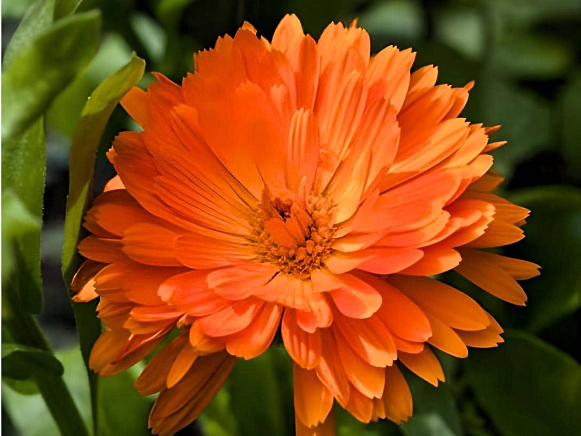 Calendula Heirloom Seeds | Nimble NiteCap Heirloom Seed Co